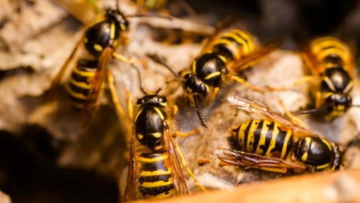 4 Cara Hapuskan Sarang Tebuan, Dan 3 Petua Redakan Sengatan!