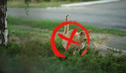 13 Petua Elak Kucing Berak Di Laman Rumah Anda!