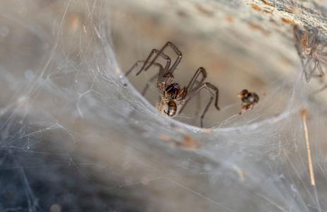 6 Cara Halau Labah-Labah Di Rumah Anda!