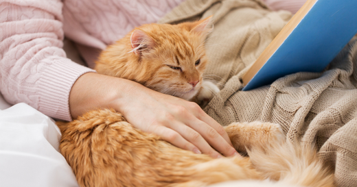 6 cat personalities you will love to welcome into your home - iproperty ...