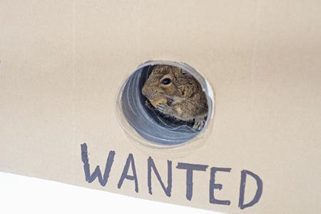 13 Cara halau tikus dari rumah dengan berkesan - iproperty.com.my