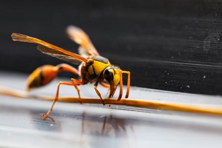 How to get rid of wasps safely and keep them from coming back ...
