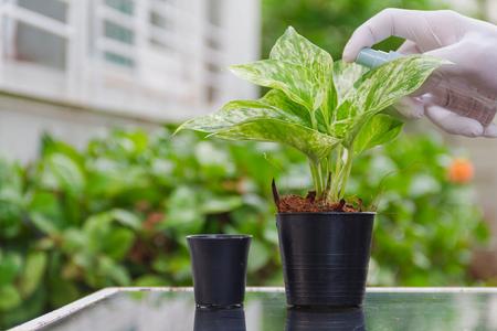 How to grow a low-cost and minimal care money plant - iproperty.com.my