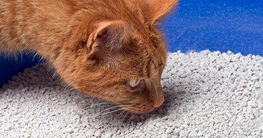 12 cara elak kucing kencing merata dan hapuskan bau hancing - iproperty ...