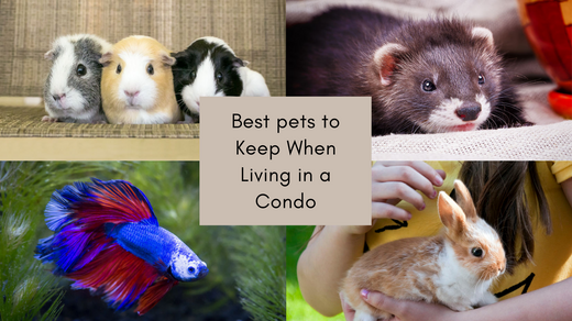 Top 7 pets to keep when living in a condo besides cats and dogs ...