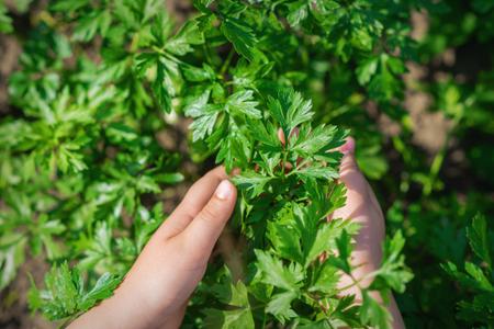 Cara tanam, jaga dan and petik daun Parsley di Malaysia - iproperty.com.my