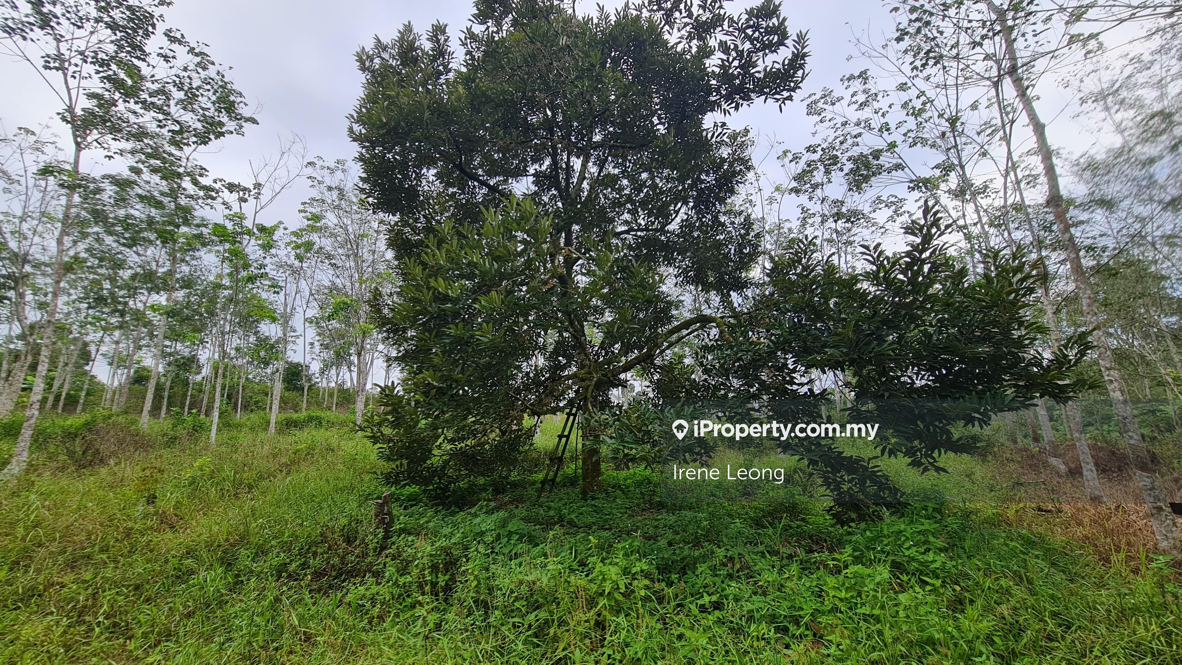 6 acres Karak (Kg Sertik) Rubber & Durian Land for Sales, Karak for ...