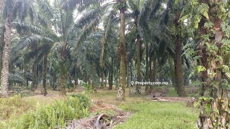 Langkap 18 ekar Oil Palm Land For Sale., Langkap for sale - RM1944000 ...