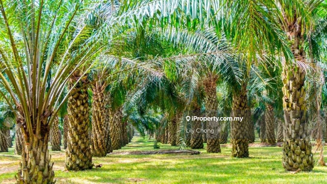 Shah Alam Palm Oil Land For Sale, Shah Alam Palm Oil Land For Sale ...