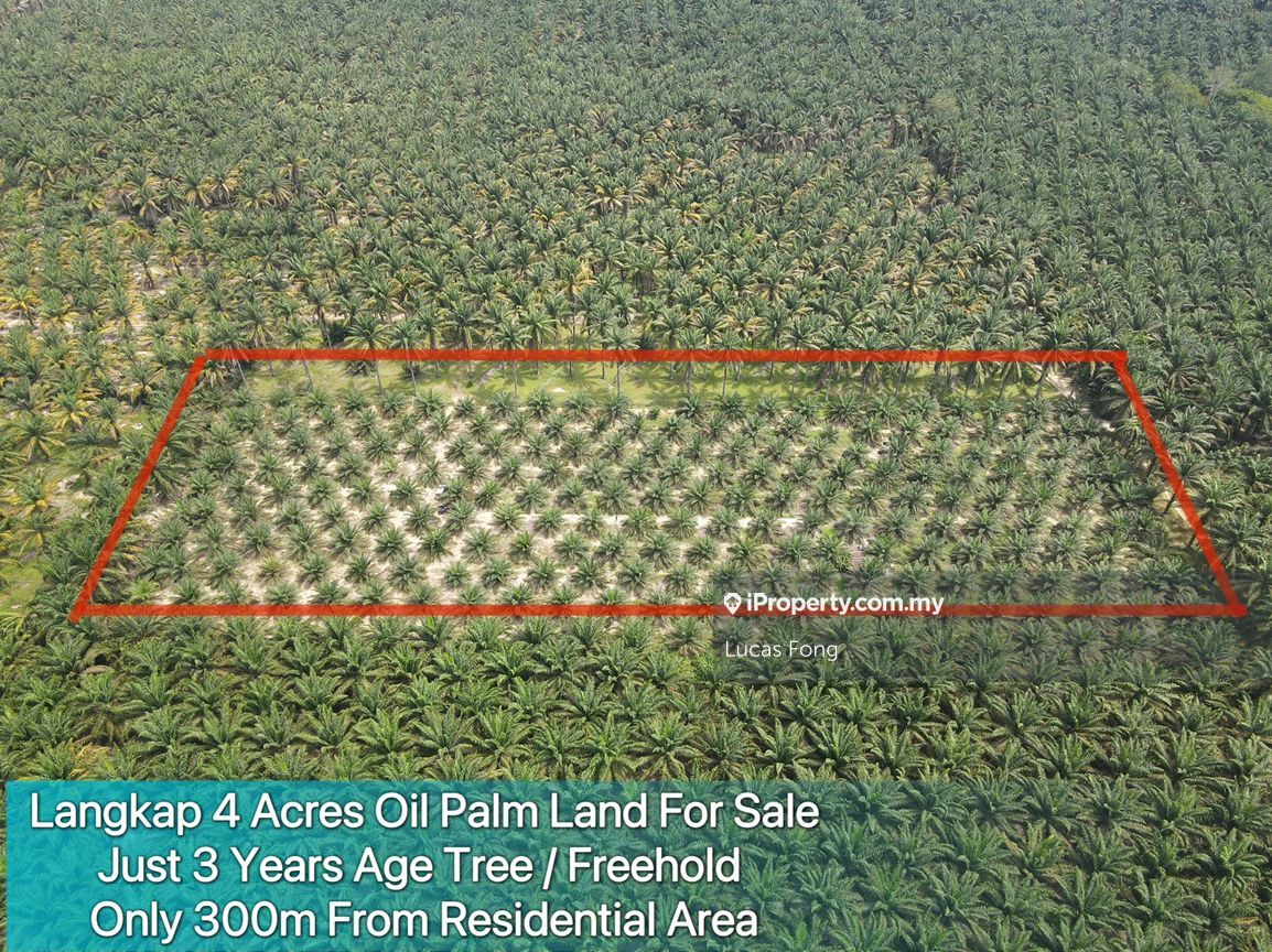 Langkap 4 Acres Oil Palm Land For Sale, Ipoh for sale - RM720000 ...