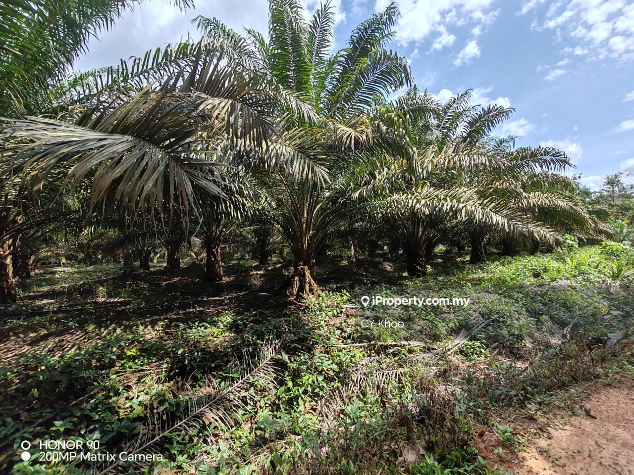 Pahang Rompin Pontian 456 acres Palm Oil Land for sale ( Rm 8k per ...