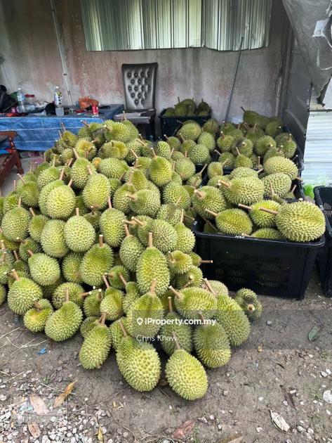 9 acres Durian Farm For Sale, Karak for sale - RM5025790 | iProperty ...