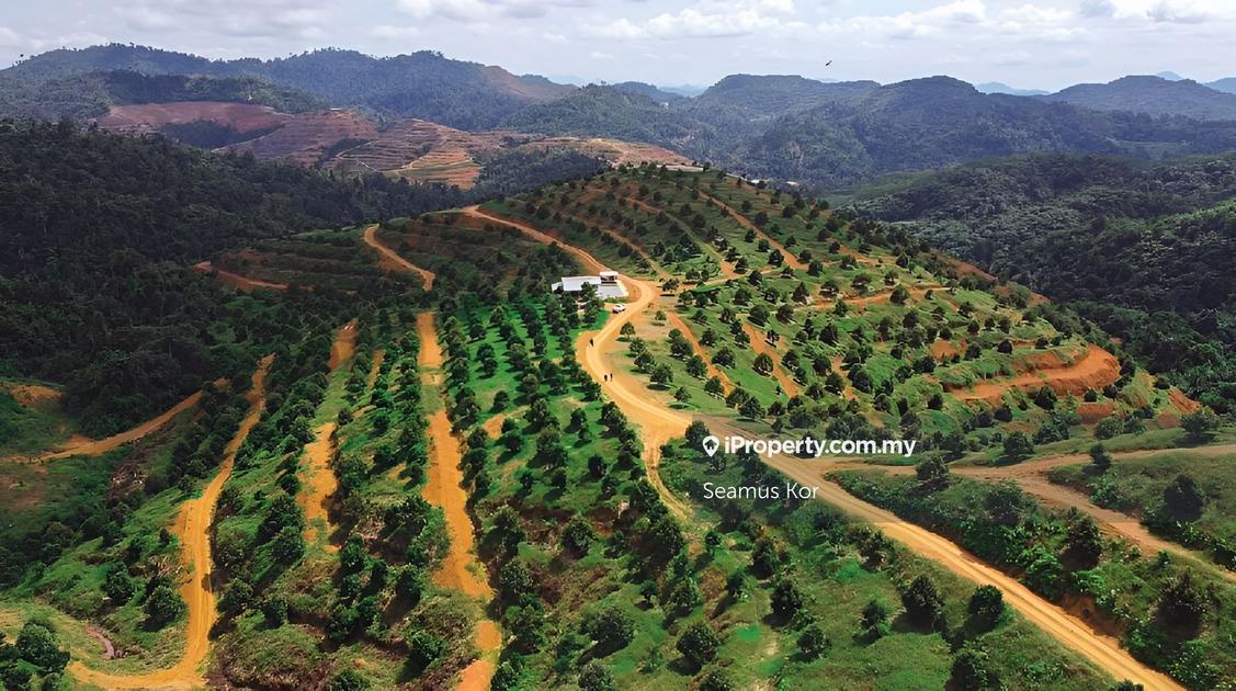 ⭐⭐⭐⭐⭐ 80 Acres Durian Orchard - RM5 psf, Johol , Rompin , Tampin ...