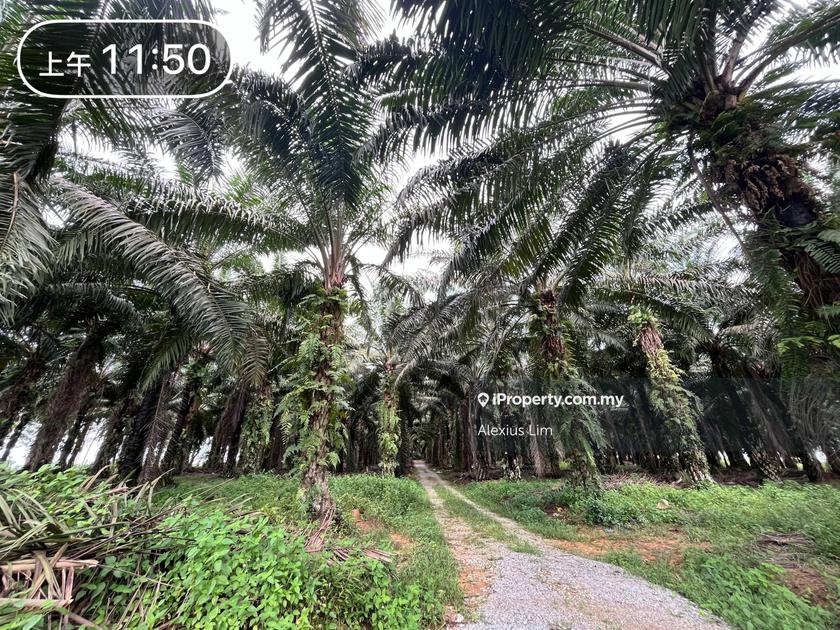 Agricultural Land for sale at 10.75 Acres Agriculture Land@ Lukut Cina ...