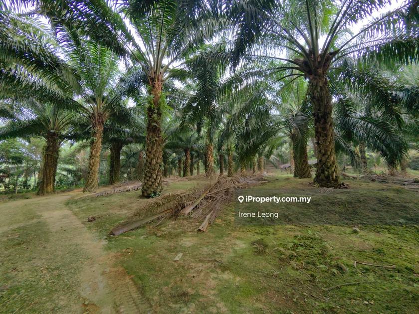 Agricultural Land for sale at 18 acres Karak (Kolej Komuniti Bentong ...