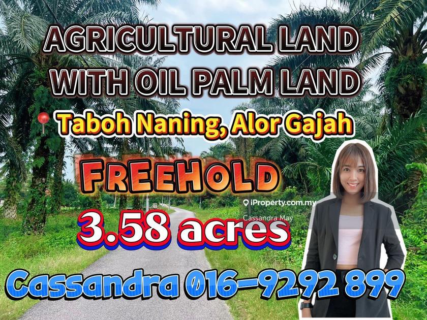 Agricultural Land for sale at Alor Gajah, Taboh Naning - RM 800,000 ...