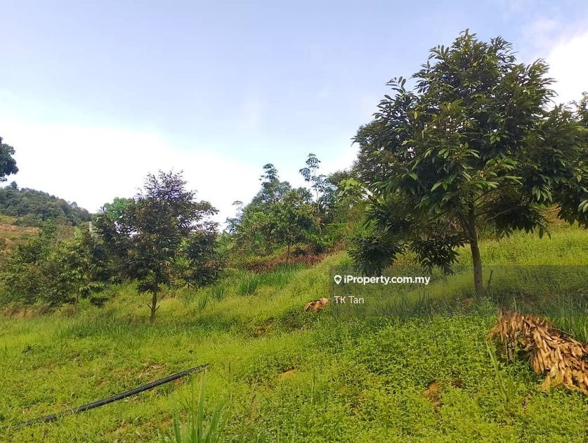 9 Acre!! Raub Cheroh Durian Orchard Musang King Black Thorn, Raub for ...