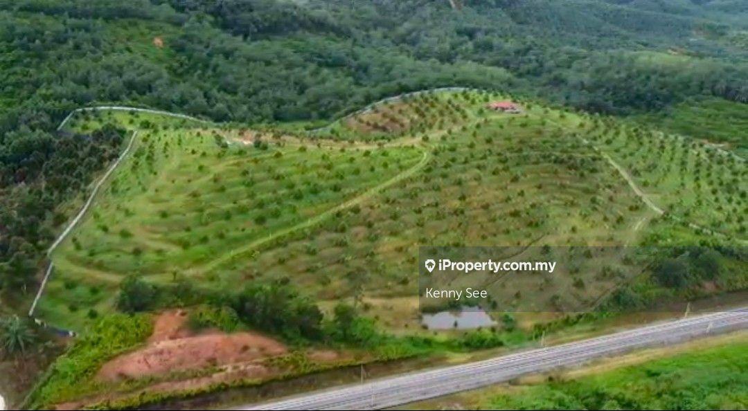 Durian Farm Musang King 27 acres Kuala Kangsar - Sungai Siput, Sungai ...