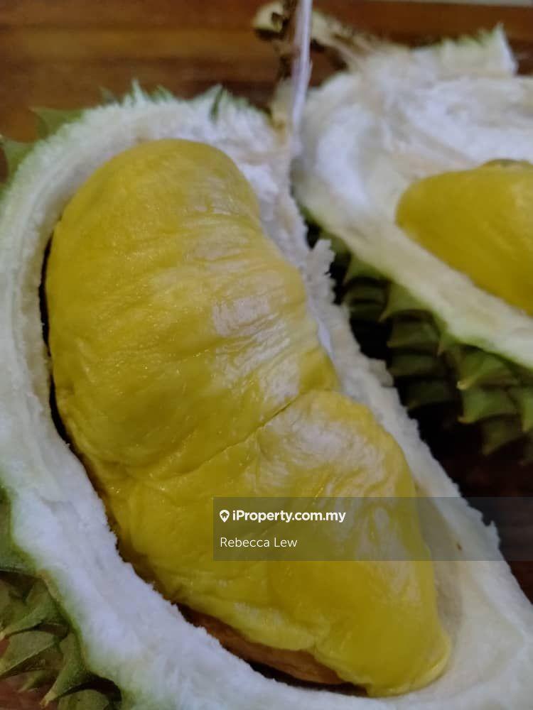 Agricultural Land for sale at Pusing Perak - RM 1,788,888 | iProperty ...