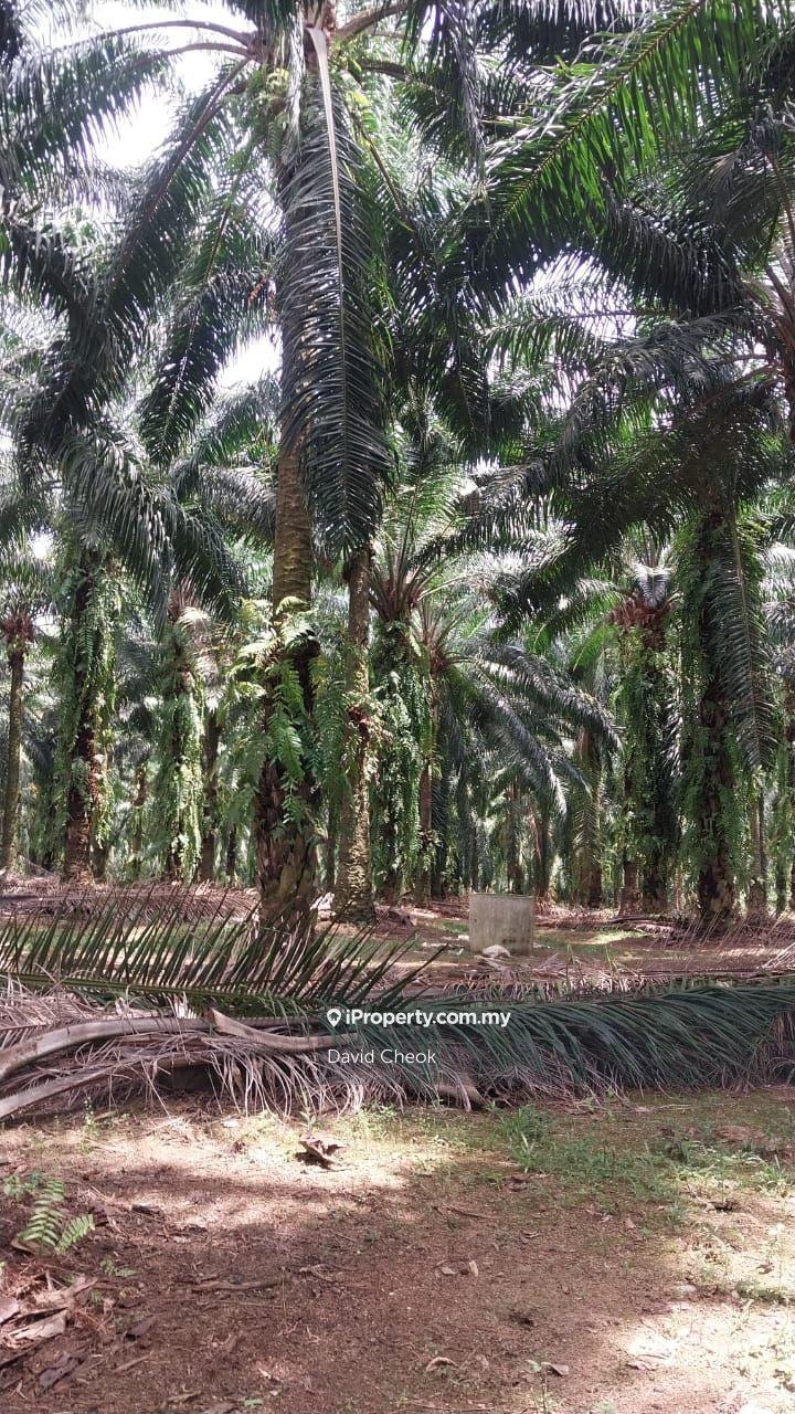 Agricultural Land for sale at Existing Palm Oil // Seremban - Lukut ...
